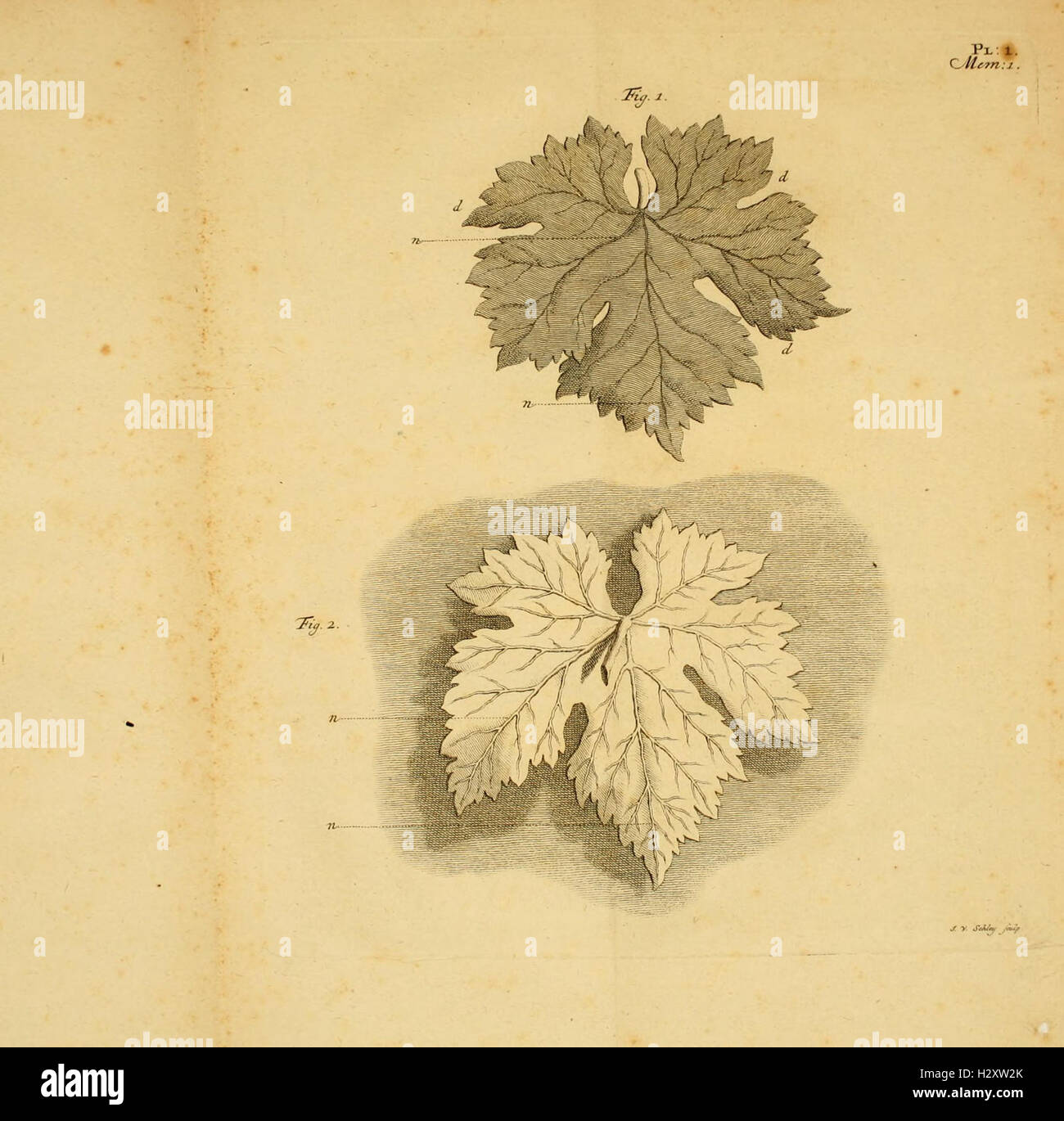 A study on the function and uses of leaves in plants, exploring their ...