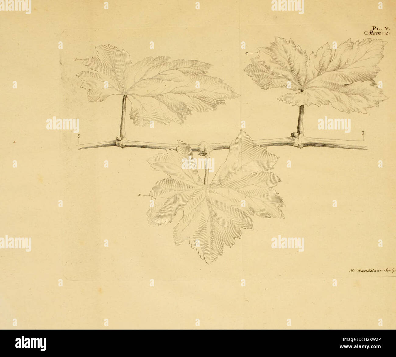 A study on the role of leaves in plants, discussing their functions in ...