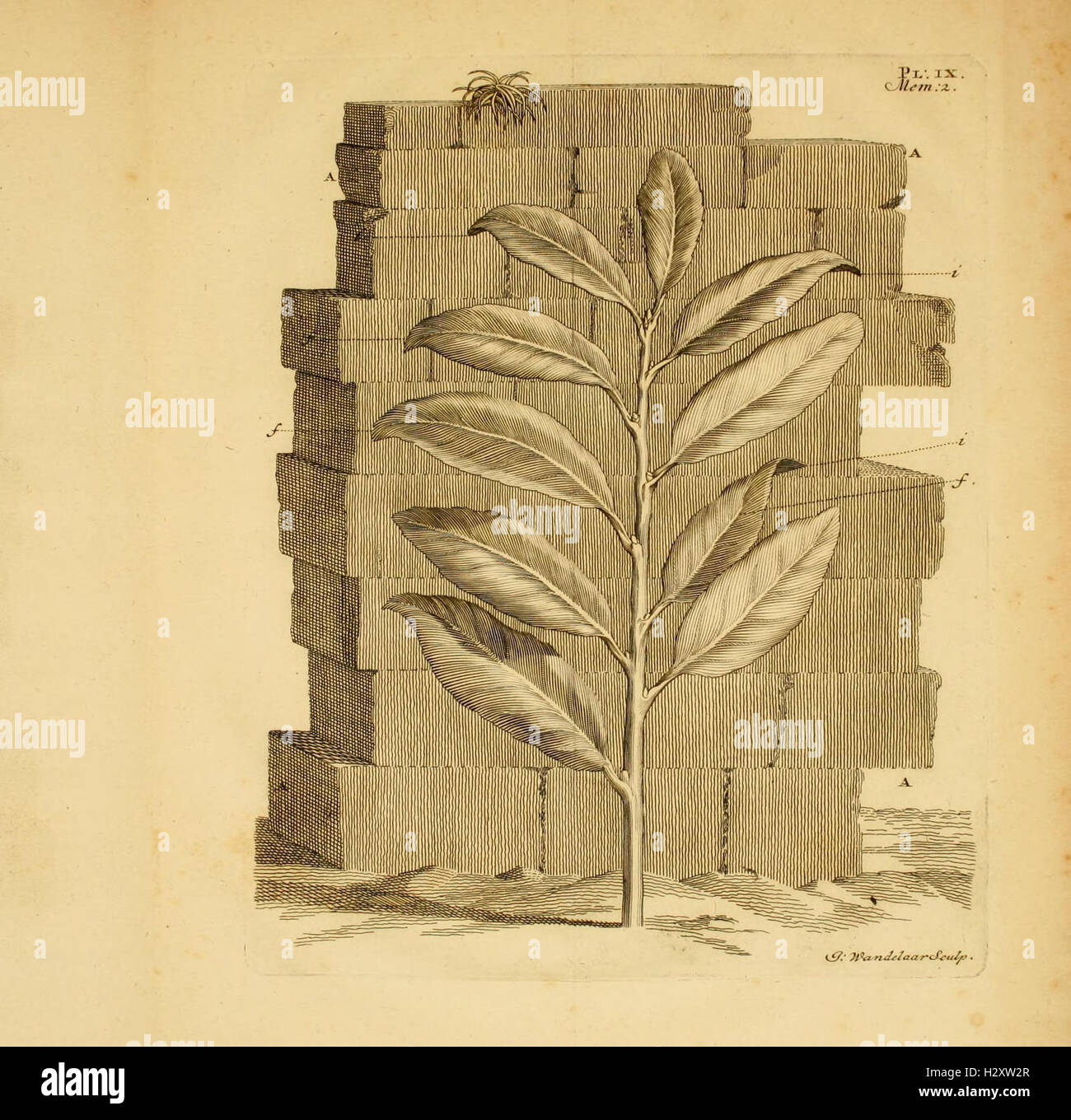 This research explores the role of leaves in plants, focusing on their ...