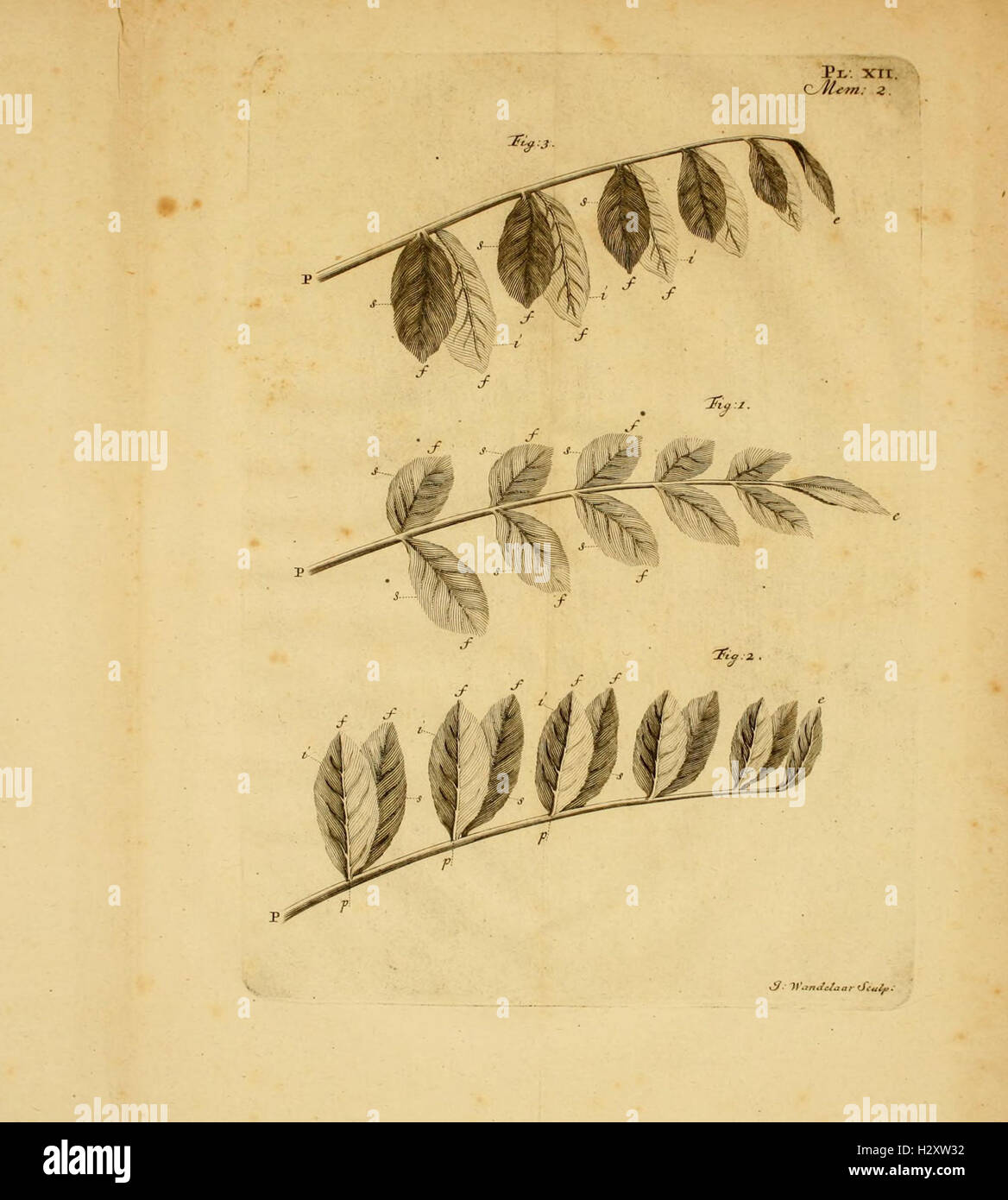 Research on the role of leaves in plant physiology, examining their ...