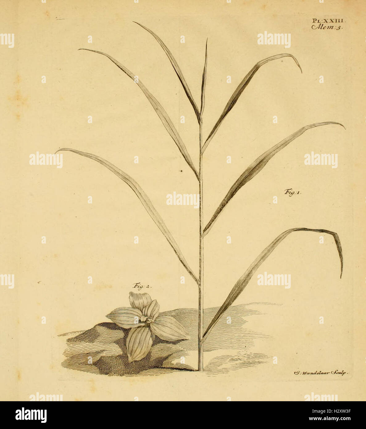 This work investigates the role of leaves in plant physiology, focusing ...