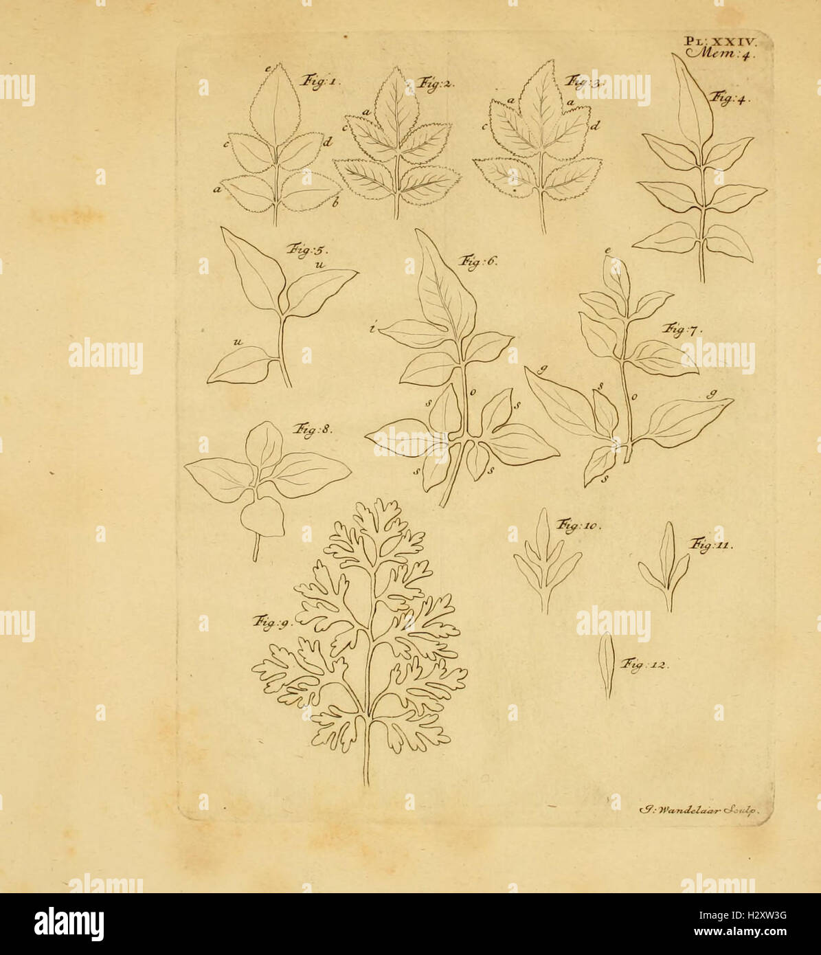 This research focuses on the role of leaves in plants, analyzing their ...