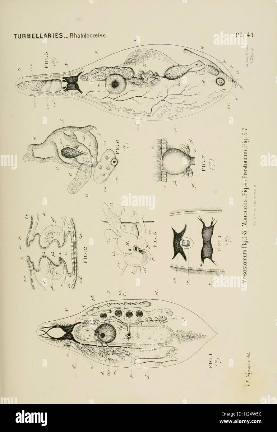 This atlas provides detailed illustrations of the anatomy of ...