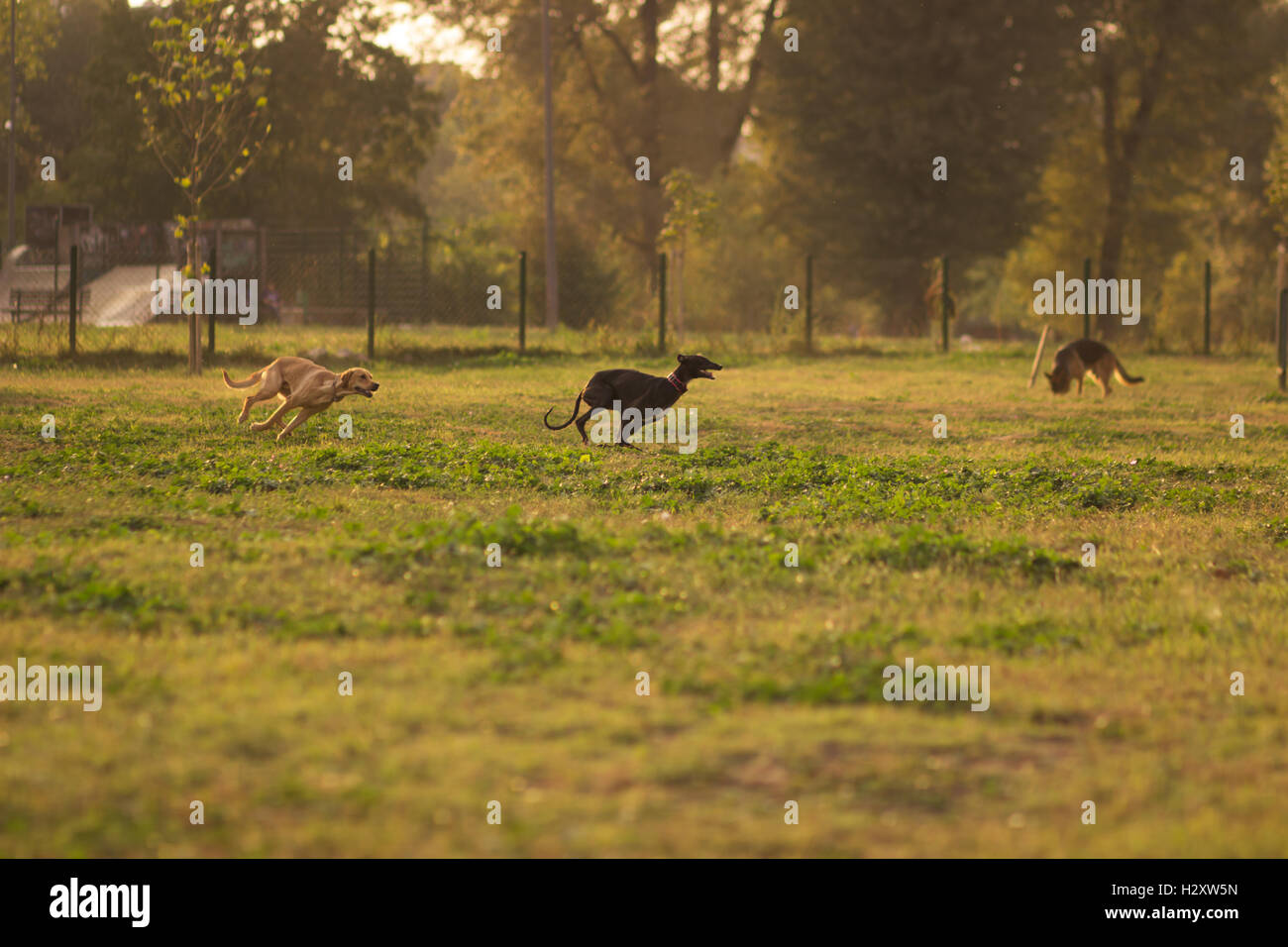 three two dogs running fast outdoors green yellow colors Stock Photo ...