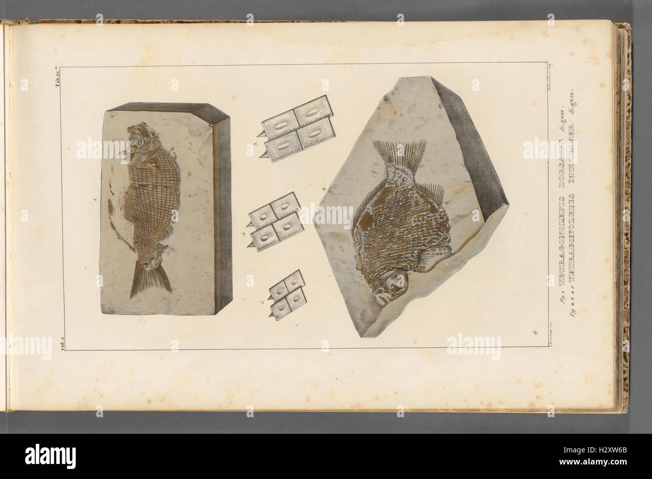 A detailed study on fossil fish species, focusing on illustrations and ...