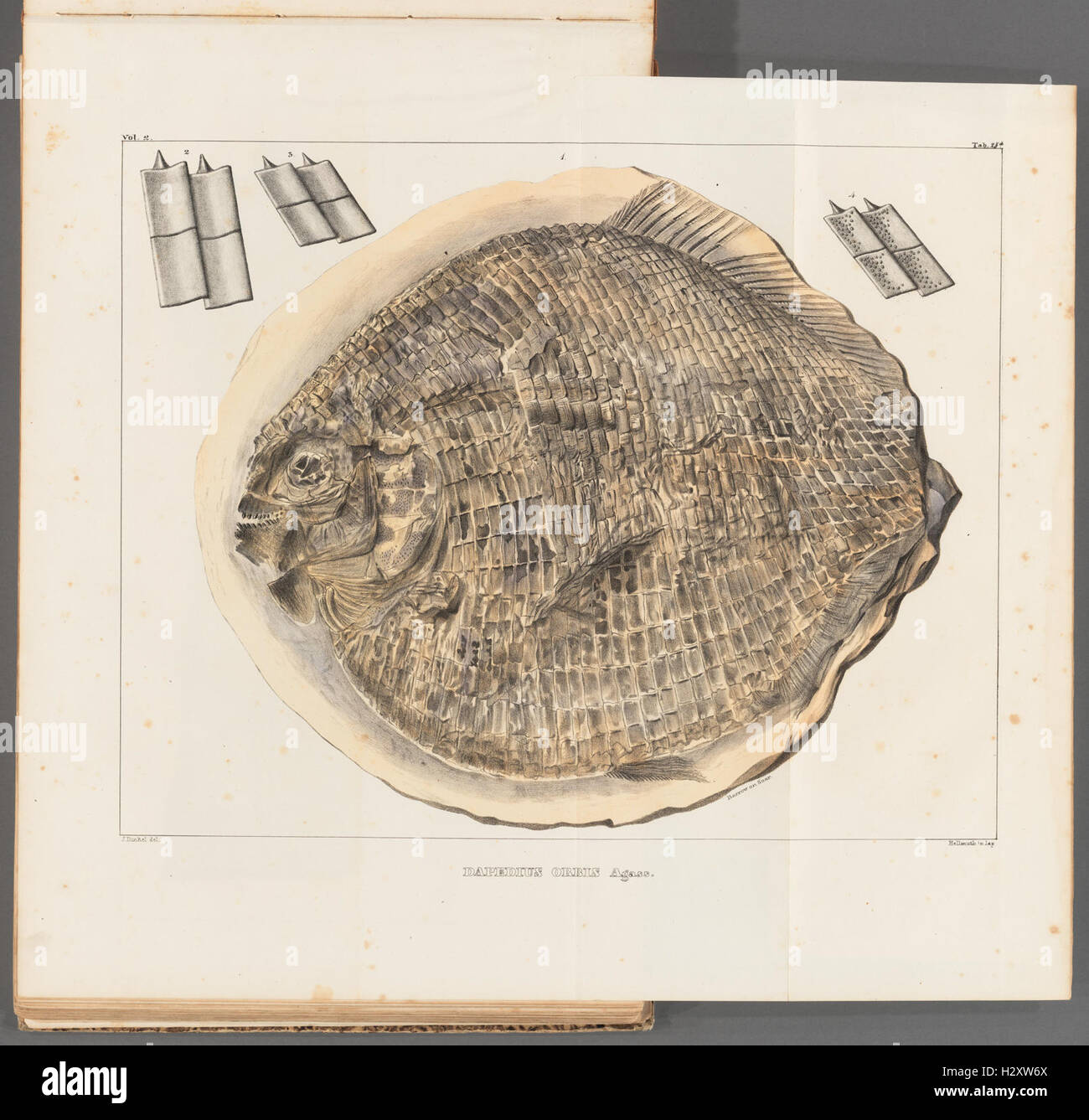 Research on fossil fish, focusing on their classification, anatomy, and ...