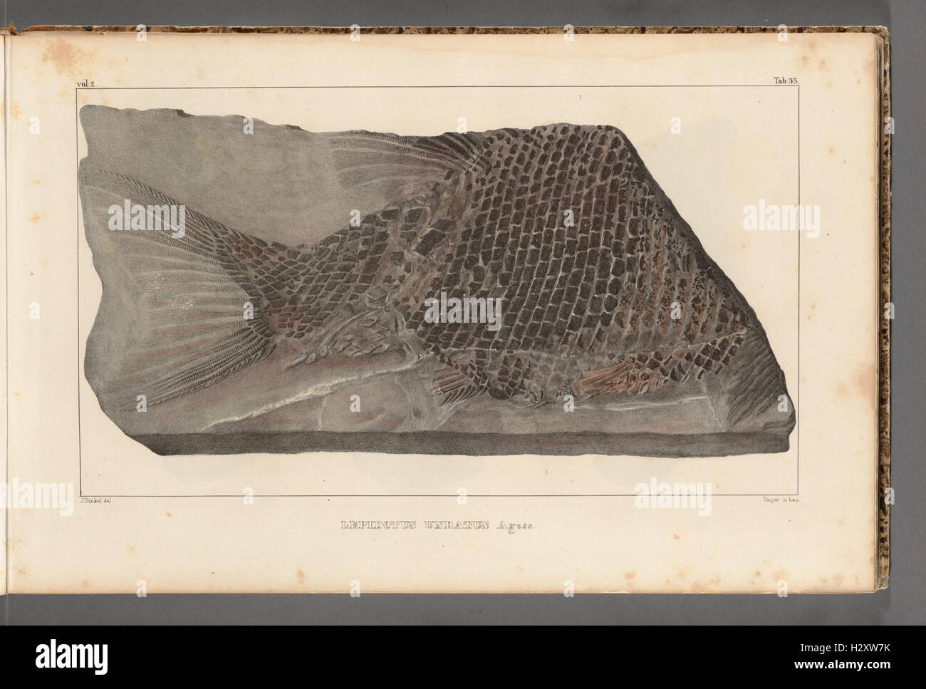 A study on fossilized fish species, focusing on their anatomy ...