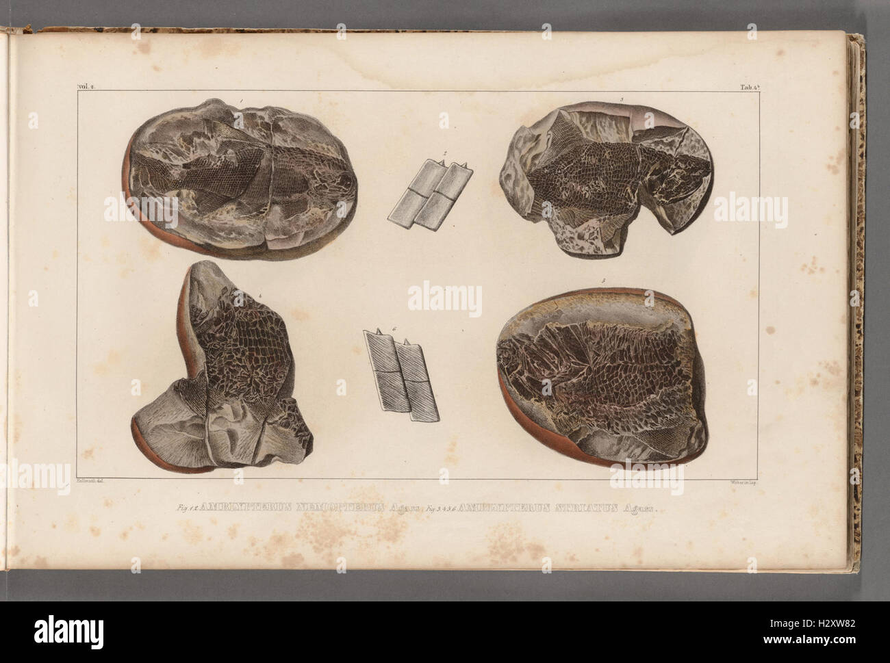 A study on fossil fish species, focusing on their morphology ...