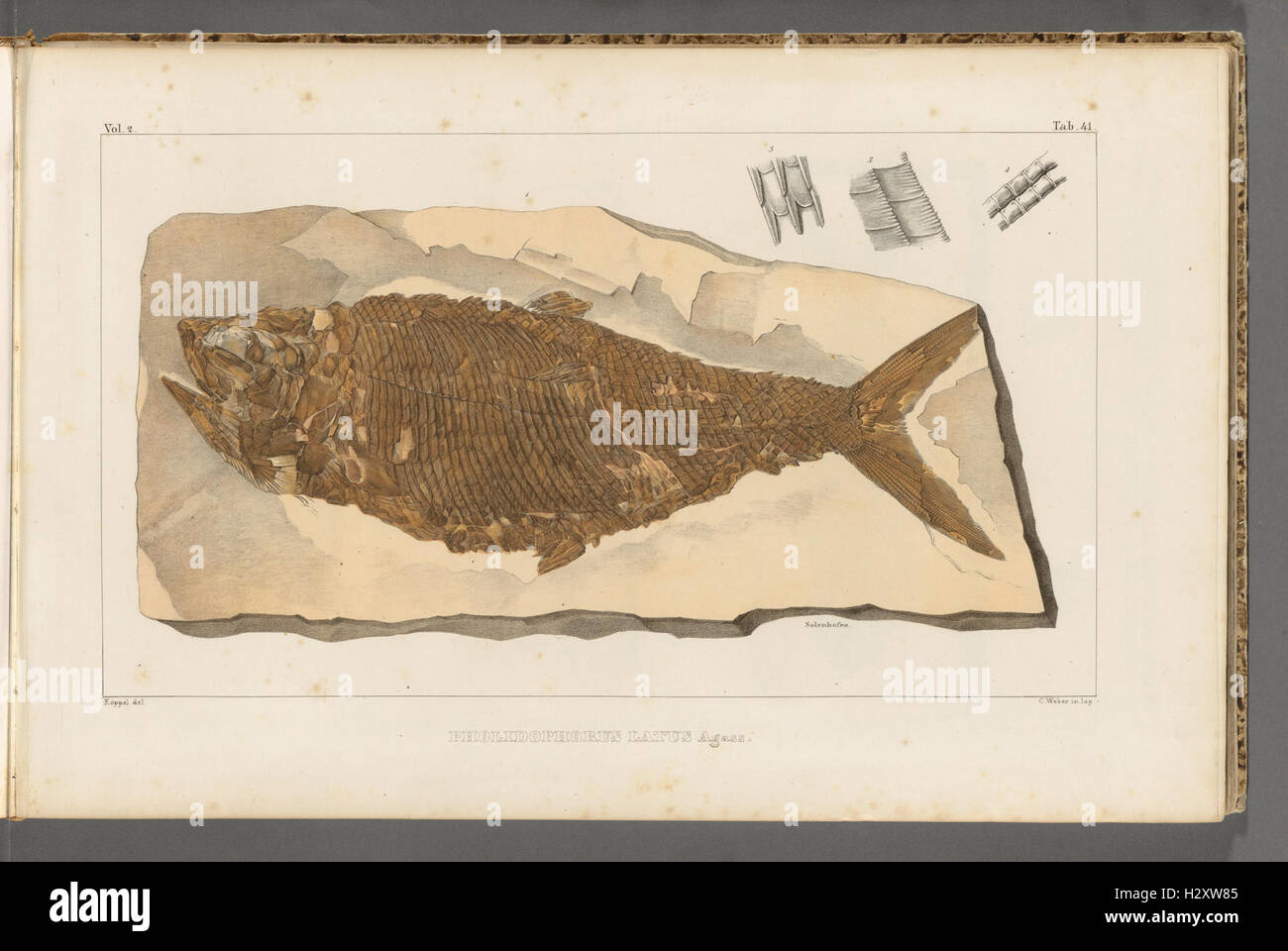 Research on fossil fish species, focusing on their anatomy ...