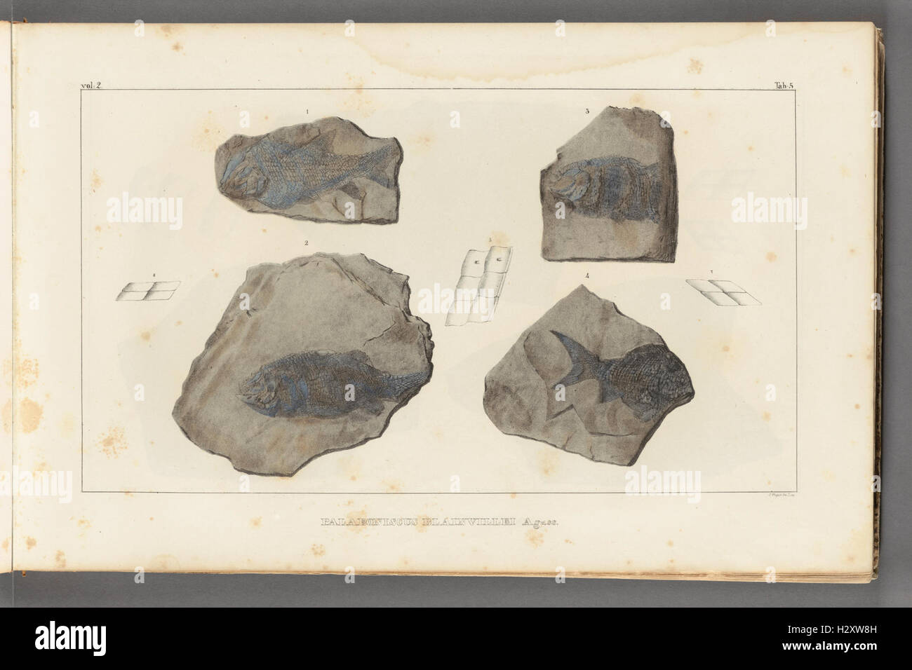 This work details fossilized fish species, offering insights into their ...
