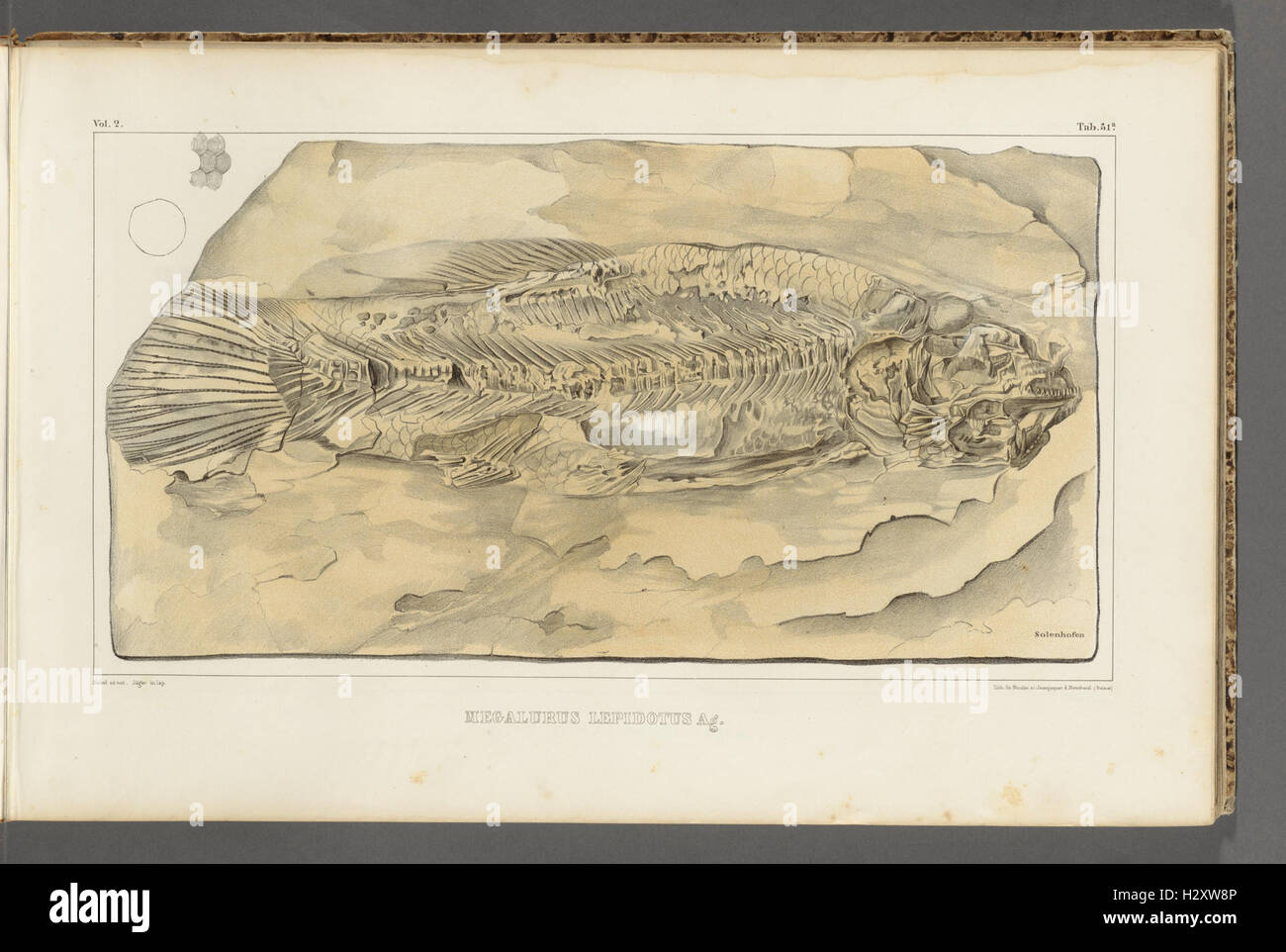Research on fossilized fish, analyzing ancient fish species and their ...