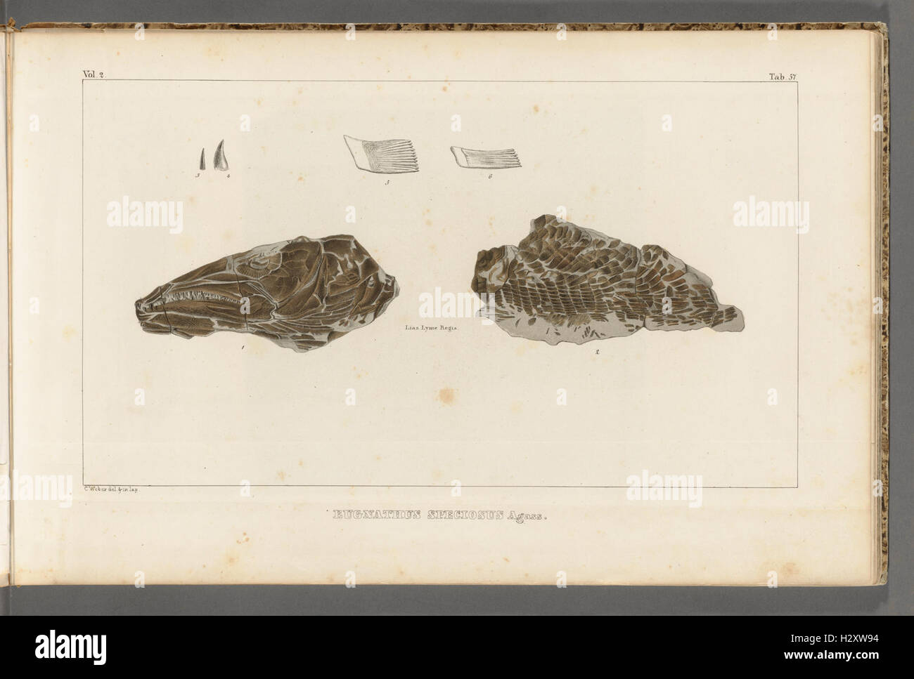 Research on fossilized fish species, detailing the discoveries and ...