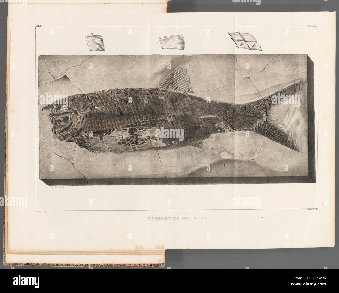 A research study on fossil fish species, exploring their ...