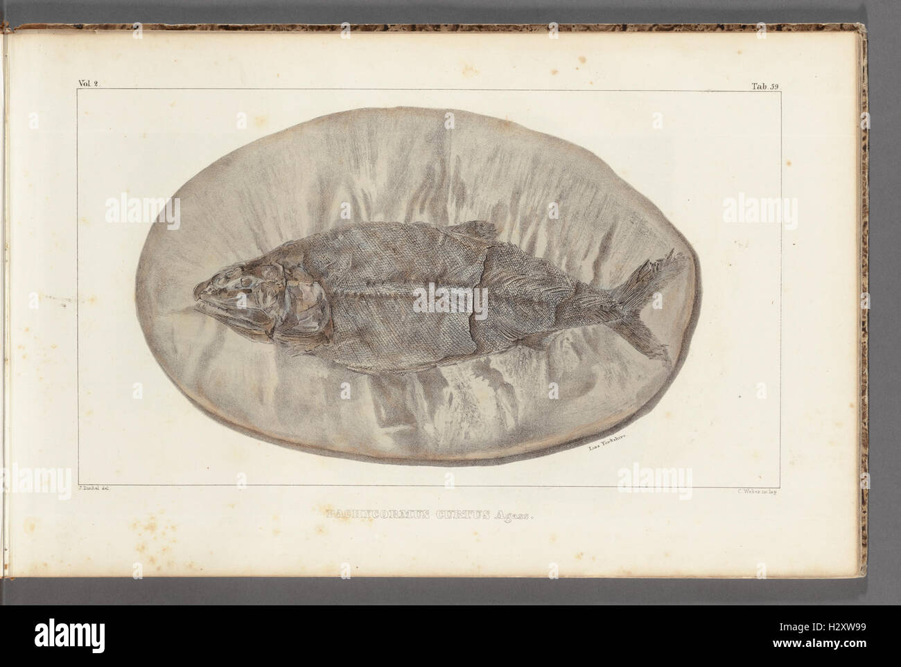 Research on fossil fish species, with Tab. 59 presenting illustrations ...