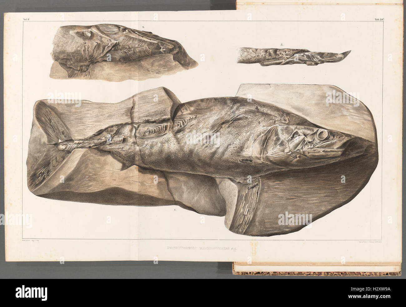 A study on fossil fish, examining the species preserved in the ...
