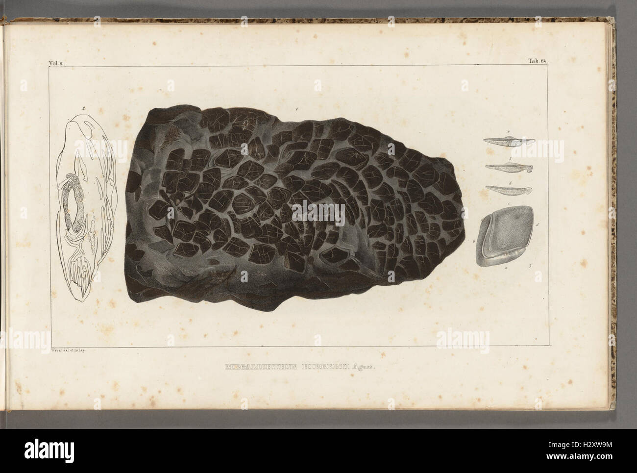 A study on fossil fish, focusing on ancient species and their role in ...