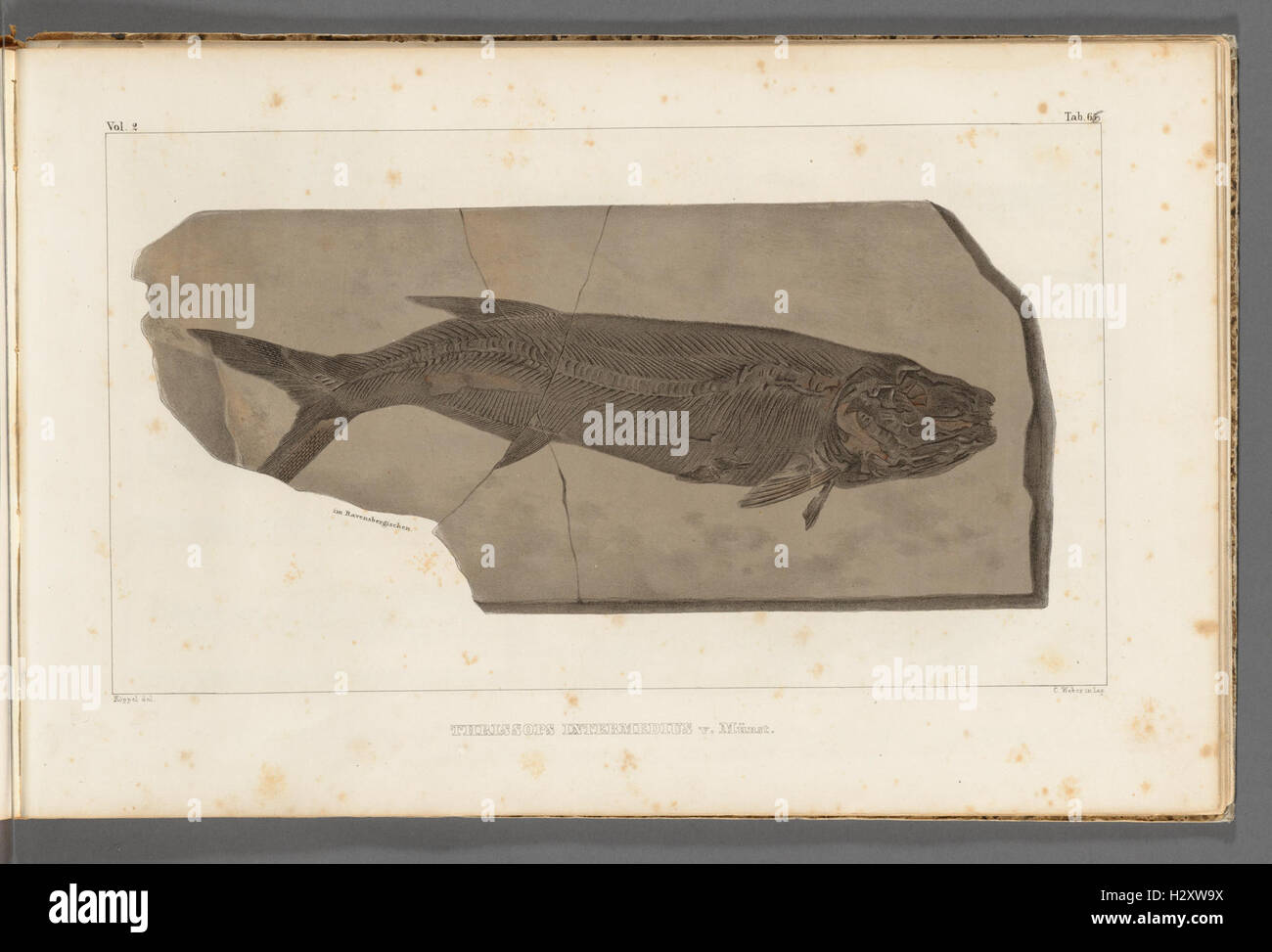 This work investigates fossilized fish, exploring their anatomical ...