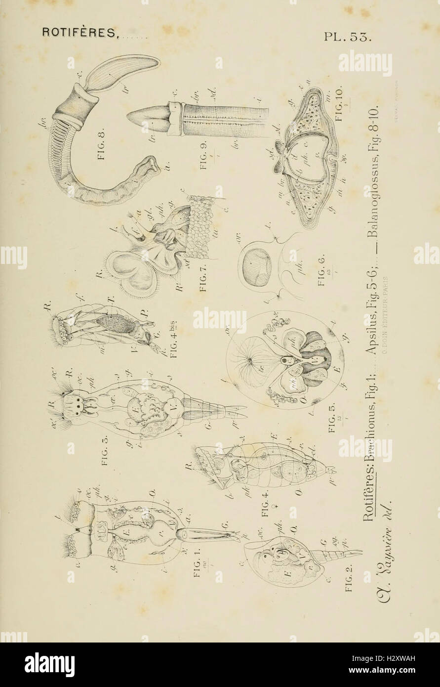 This comparative anatomy atlas presents detailed illustrations of ...
