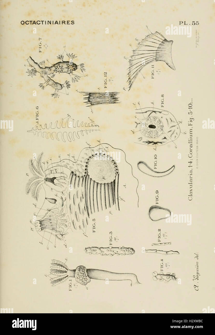This atlas features detailed comparative anatomy of invertebrates ...