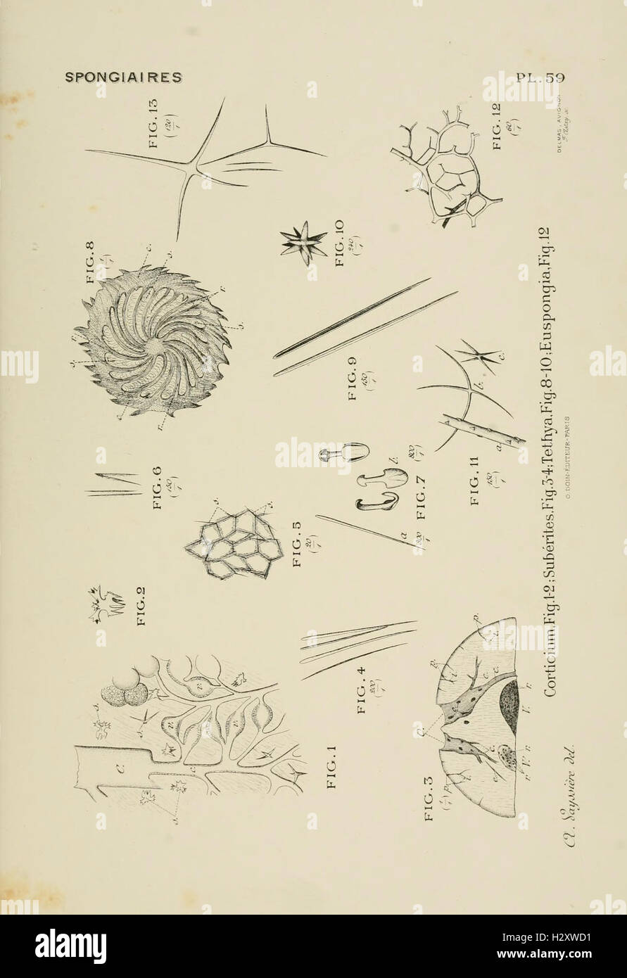 An atlas showcasing comparative anatomy of invertebrates, providing ...