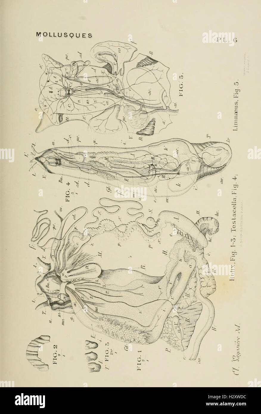 A comparative anatomy atlas focusing on invertebrates, showcasing ...