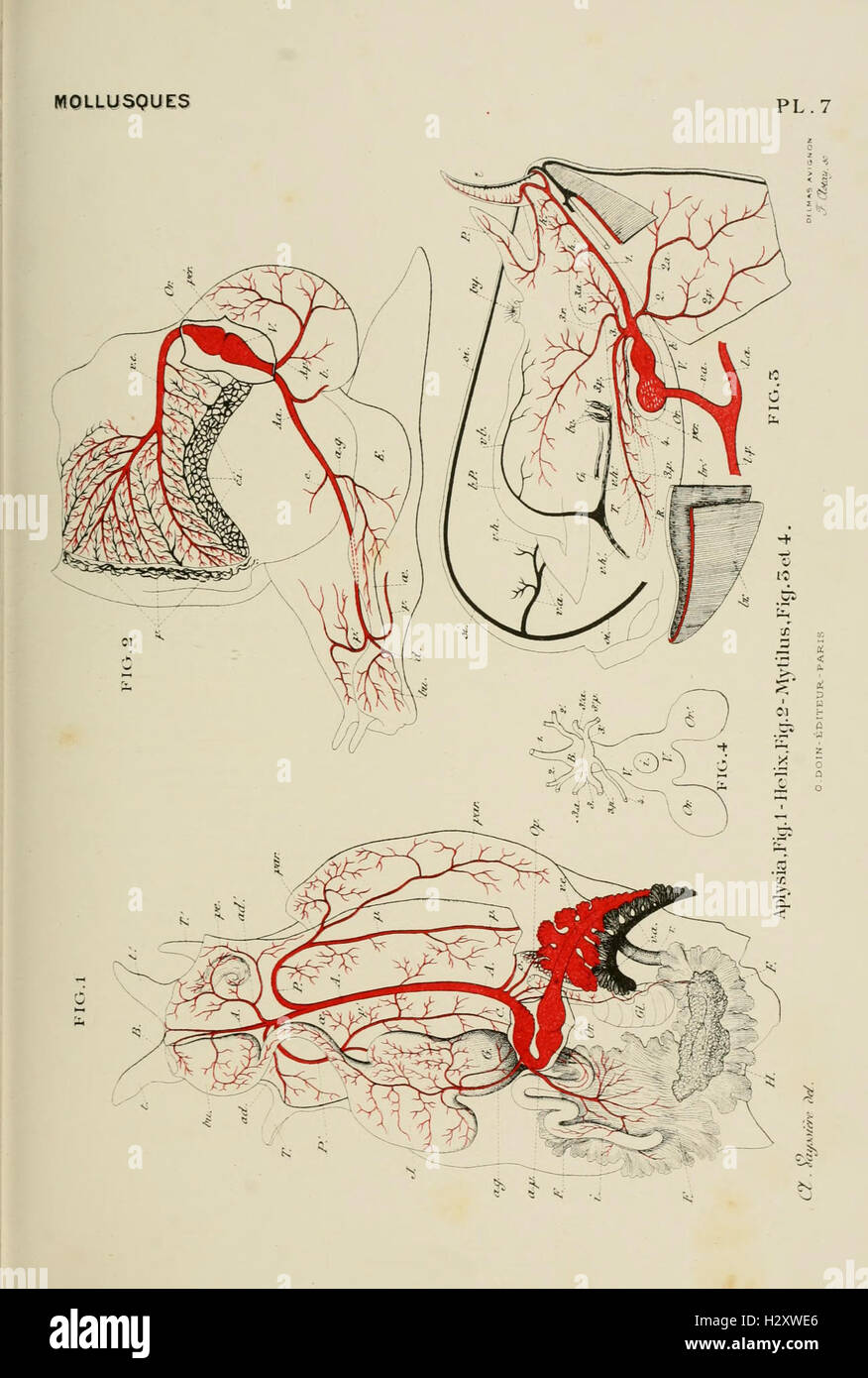 A comparative anatomy atlas of invertebrates, featuring detailed plates ...