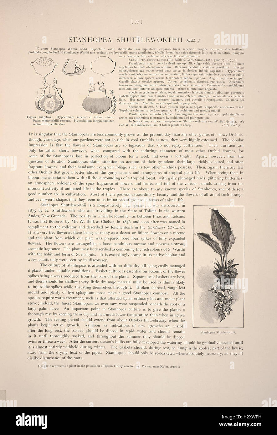 'Reichenbachia' is a botanical work detailing the plants described by ...