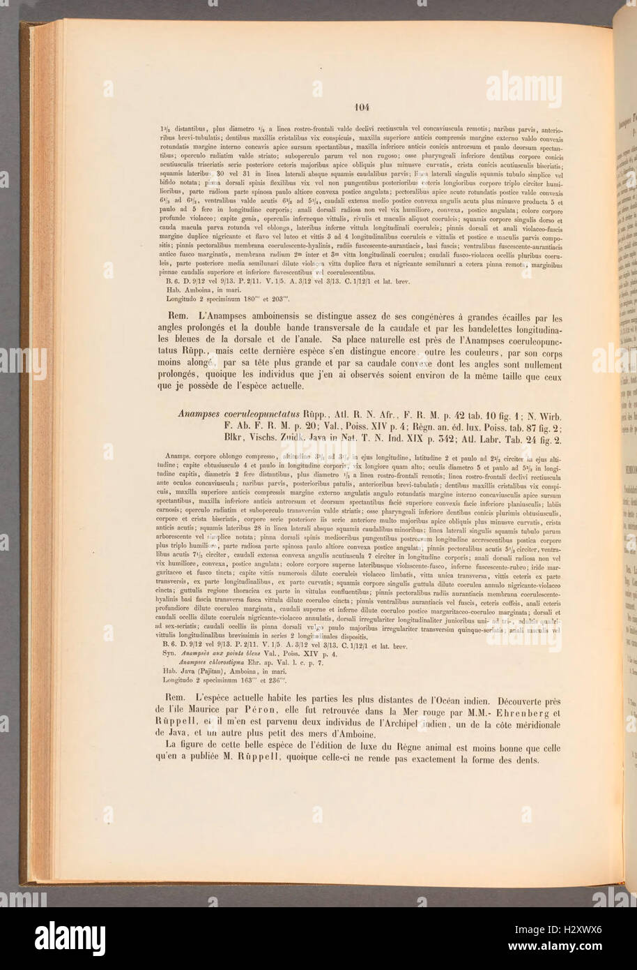 A detailed atlas of the fish species from the Dutch East Indies, with ...