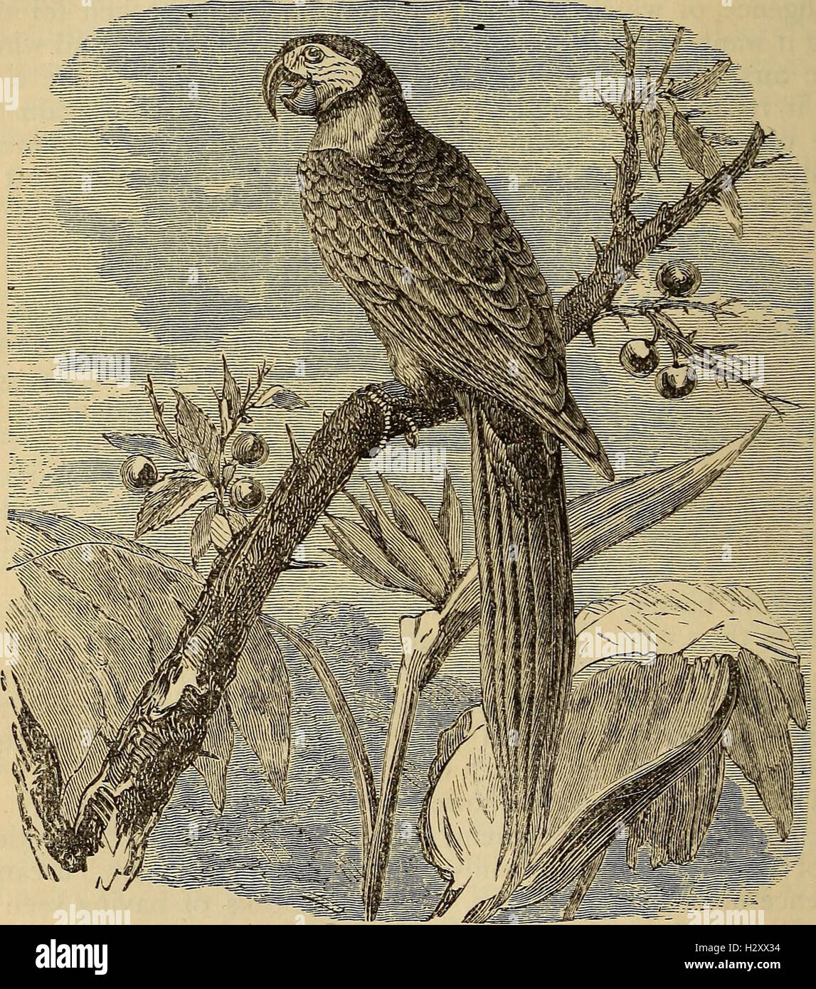 This work provides an accessible overview of reptile and bird species ...