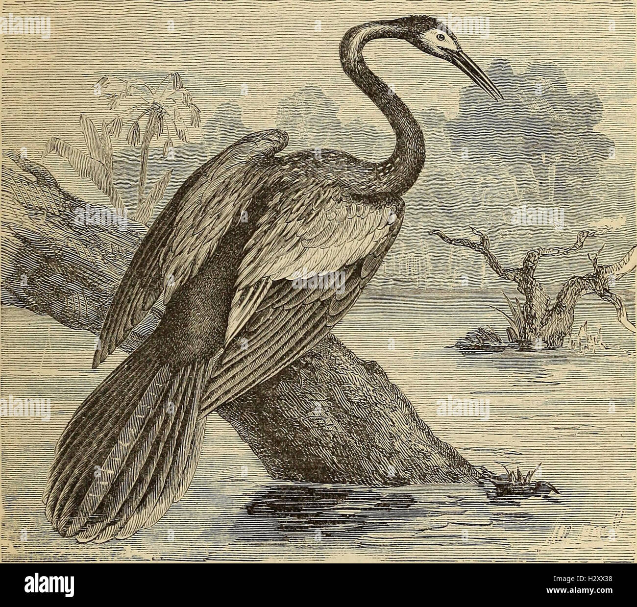 This work provides an accessible overview of reptiles and birds ...