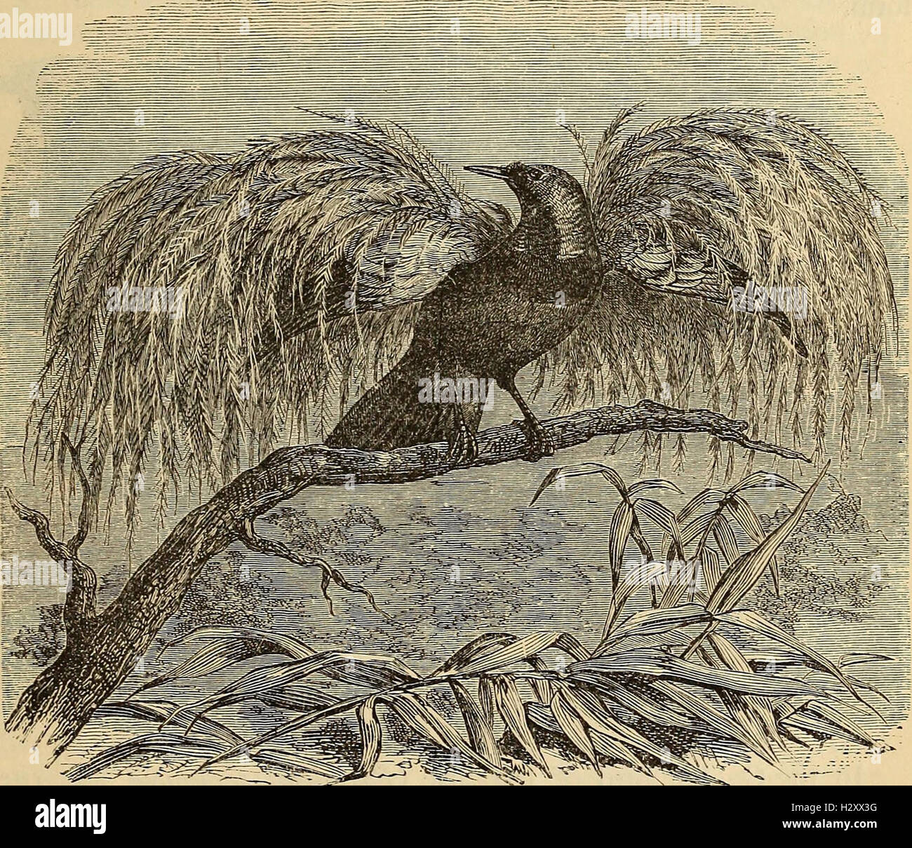 This book provides an accessible overview of reptiles and birds ...