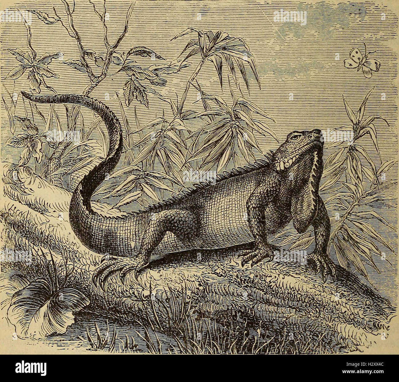 This work provides a comprehensive overview of reptiles and birds ...