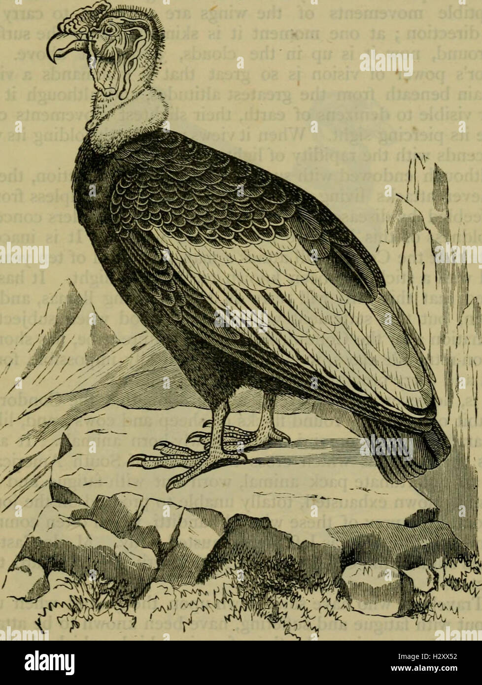 A popular description of the various orders of reptiles and birds ...