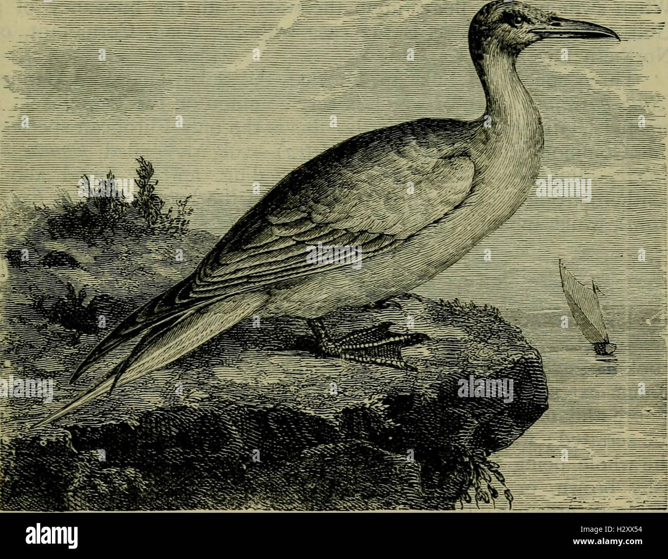Reptiles and birds - a popular account of their various orders, with a ...