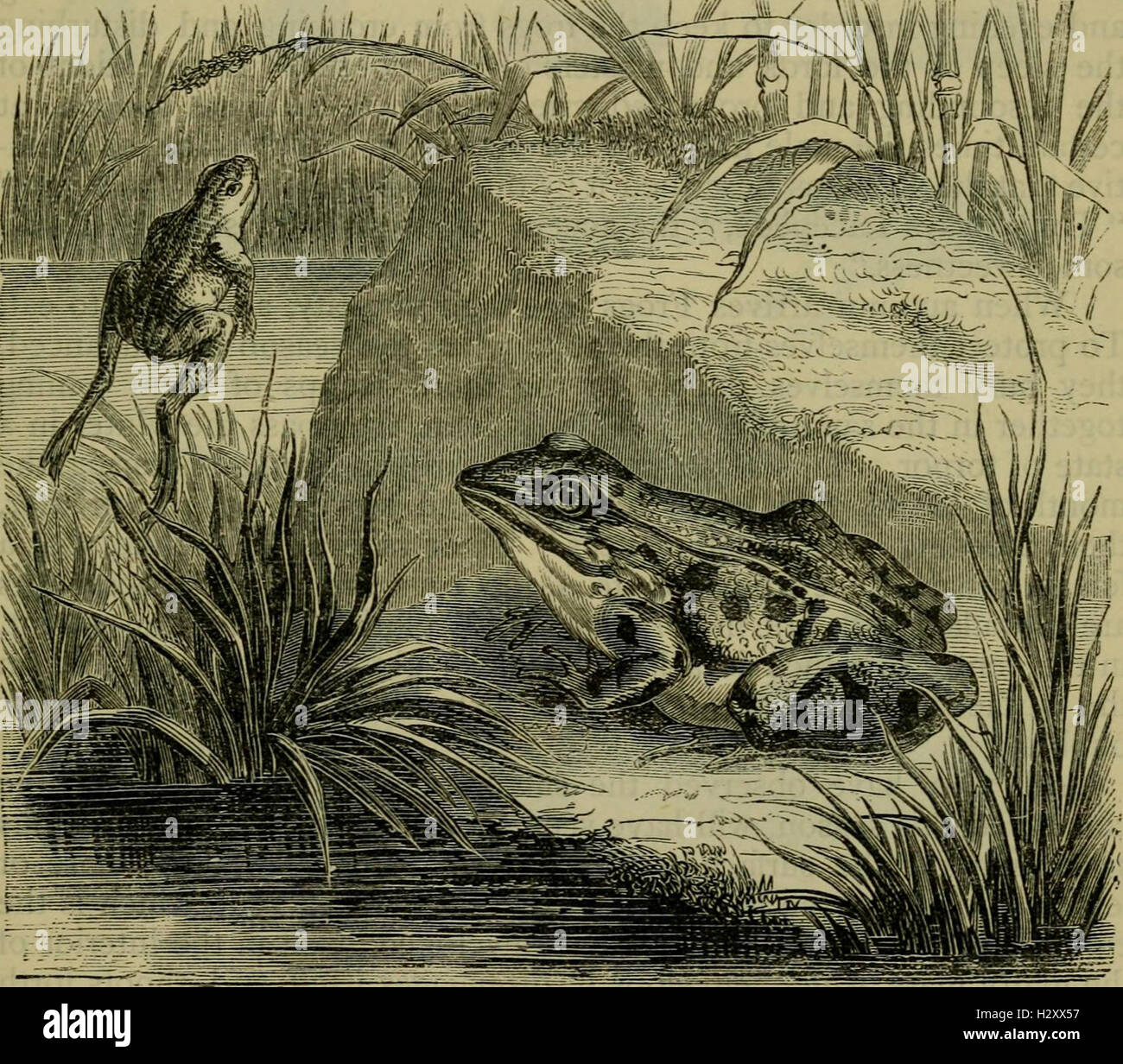 A popular account of reptiles and birds, describing their orders ...
