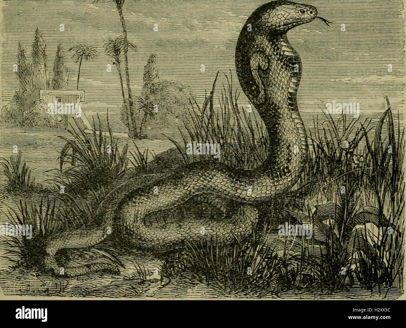 A detailed overview of reptiles and birds, covering their ...