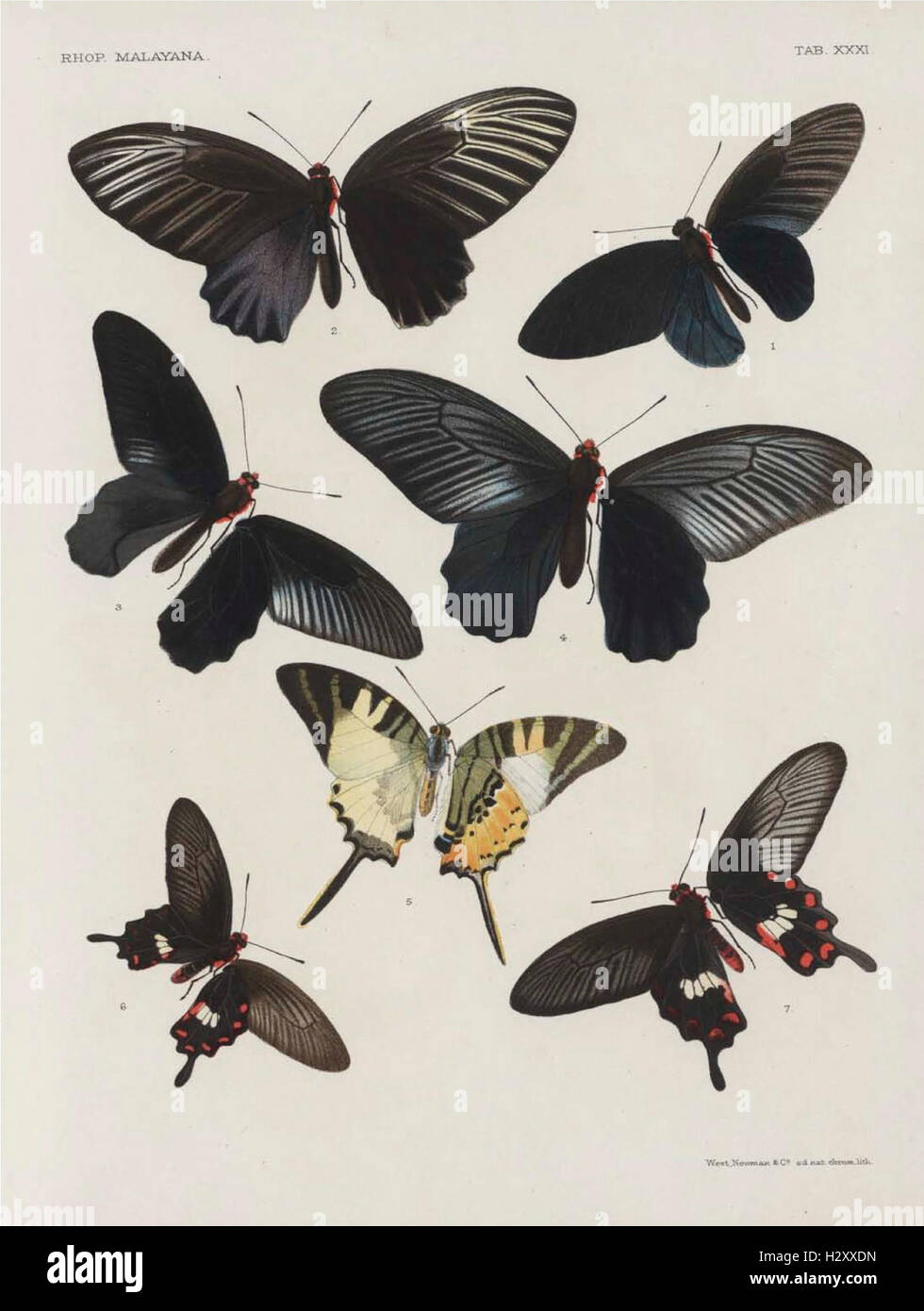An illustrated description of butterflies from the Malay Peninsula ...