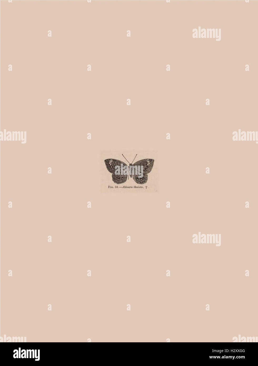 A detailed description of the butterflies found in the Malay Peninsula ...