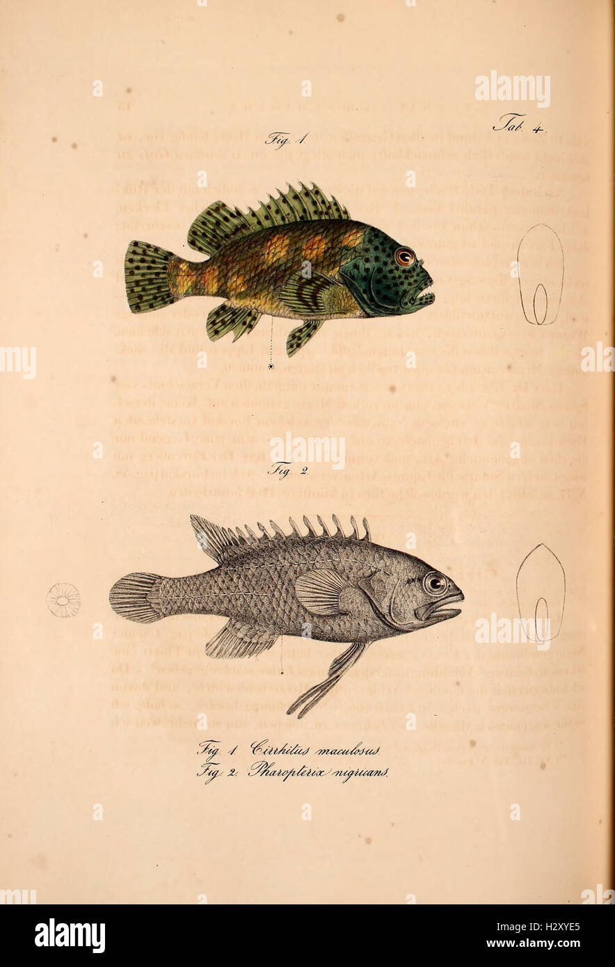 This atlas details the travels and geographical observations in ...