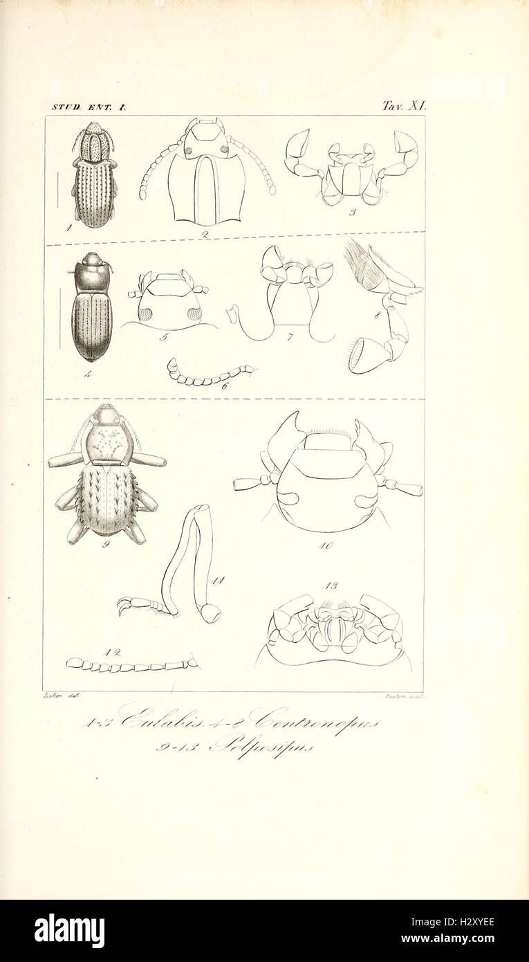 An entomological study with a focus on specific insect species ...