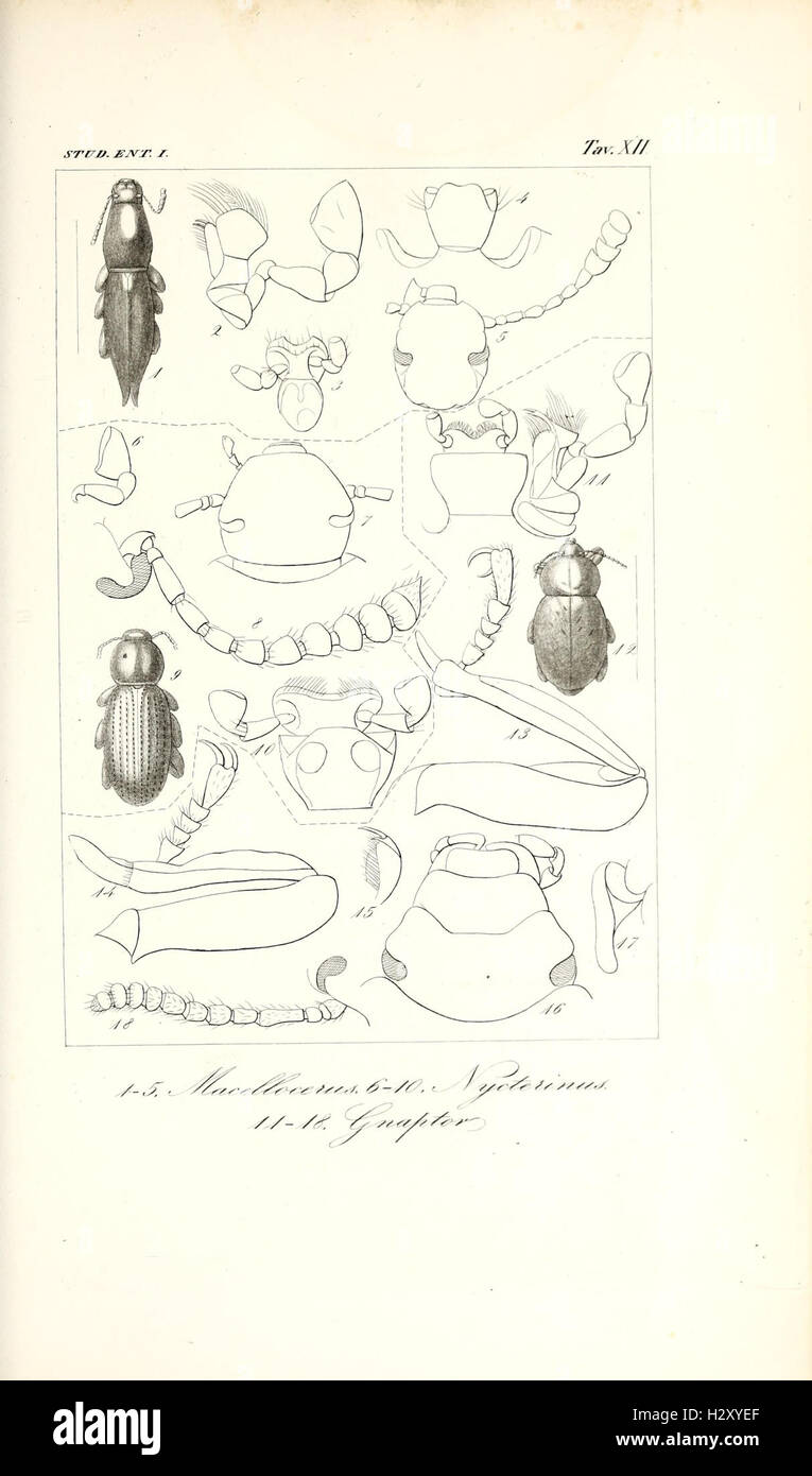 This plate in 'Studi Entomologici' presents detailed illustrations of ...