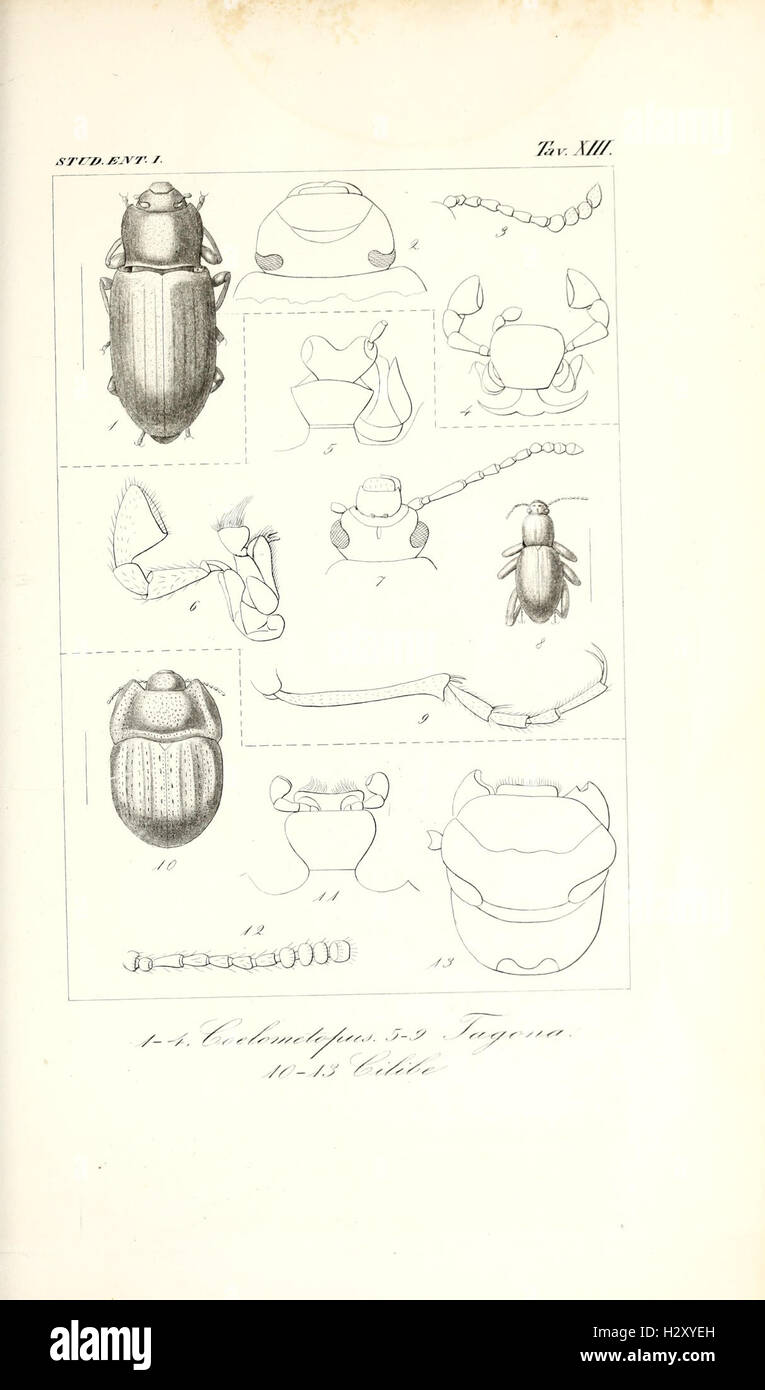 A collection of entomological studies focusing on insect species, their ...