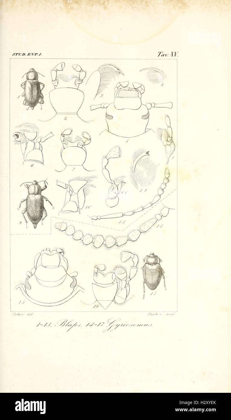 This entomological study provides detailed illustrations and ...