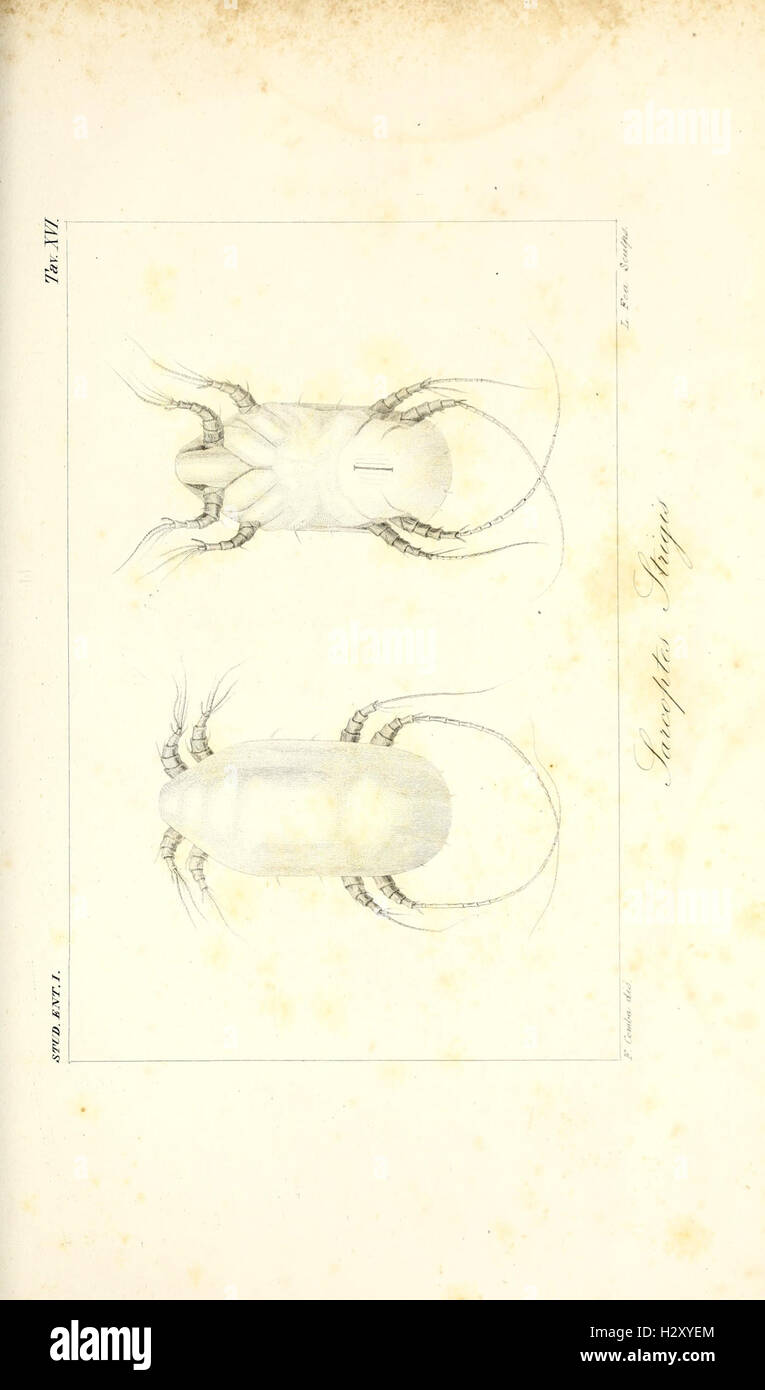 This entomological study presents detailed observations and ...