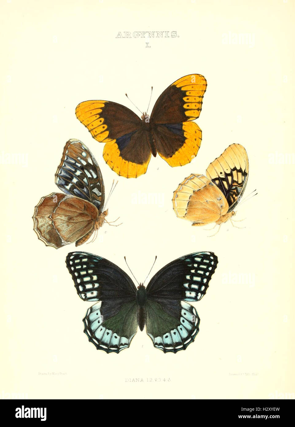 This synopsis covers the species of Argynnis butterflies in North ...