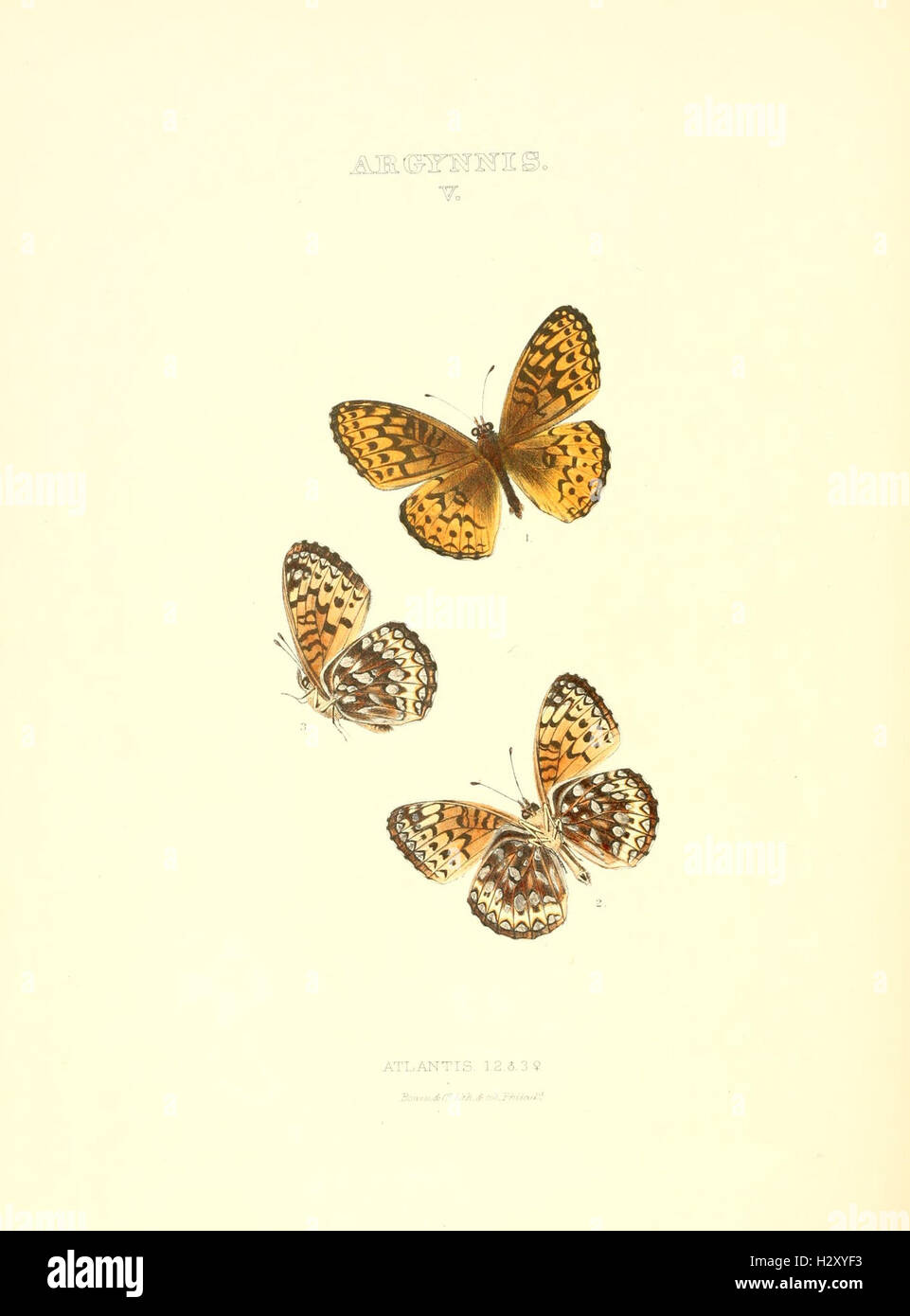 A detailed synopsis of North American butterfly species, with a focus ...