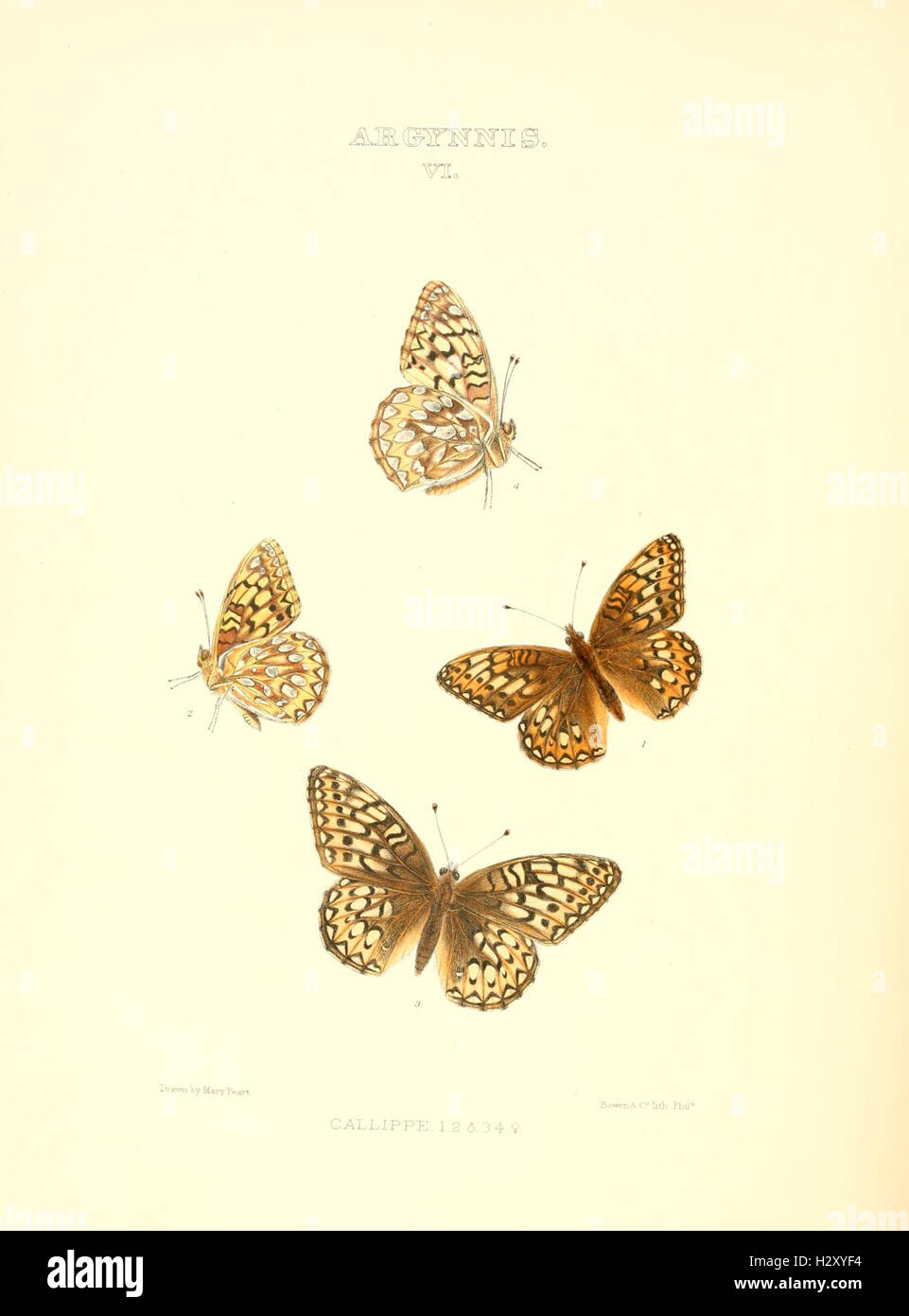 This synopsis provides a detailed study of the Argynnis species of ...