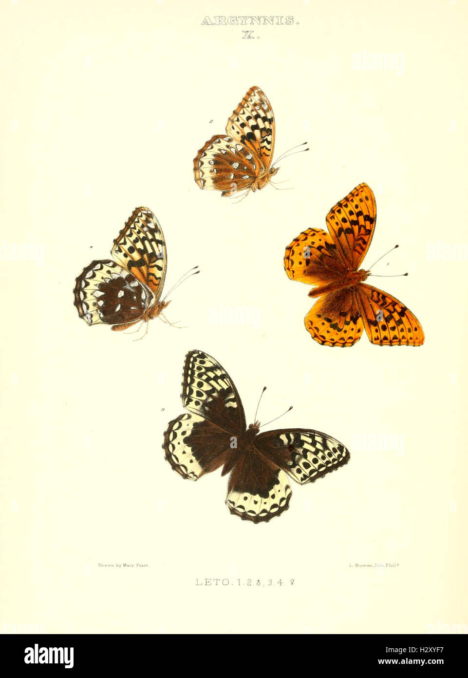 This synopsis details the identification, classification, and distribution of the Argynnis X ...