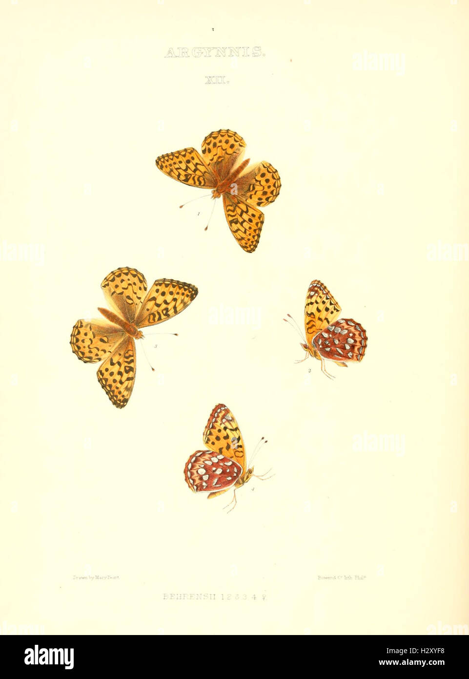 This synopsis provides an overview of North American butterflies ...