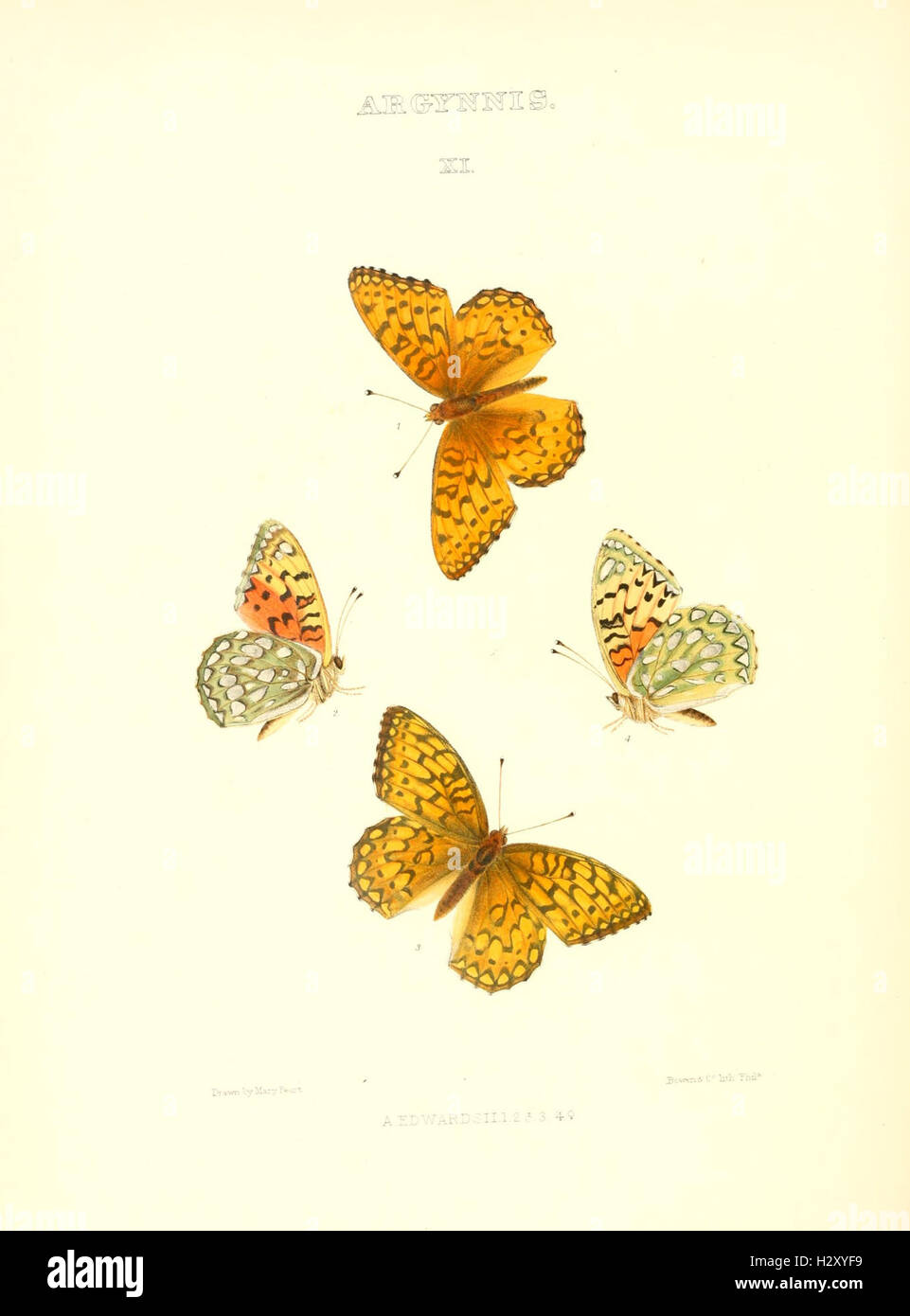 This synopsis details the North American butterflies belonging to the ...